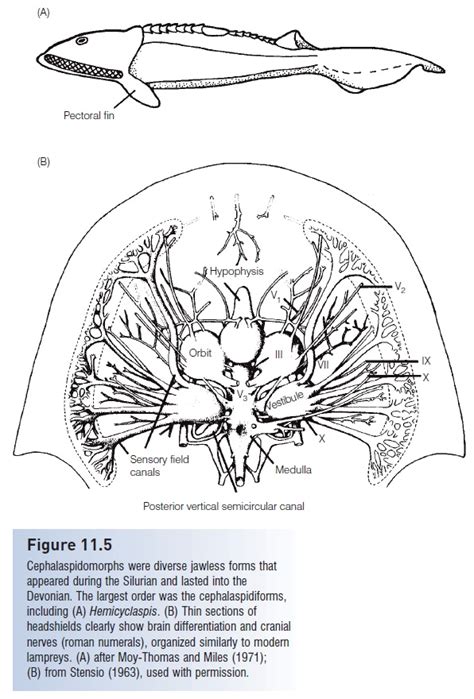 Subphylum Craniata Infraphylum Vertebrata A History Of Fishes