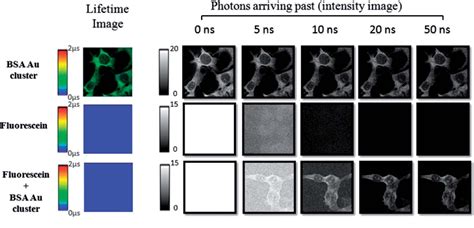 figure 3 from long lived bsa au clusters as a time gated intensity