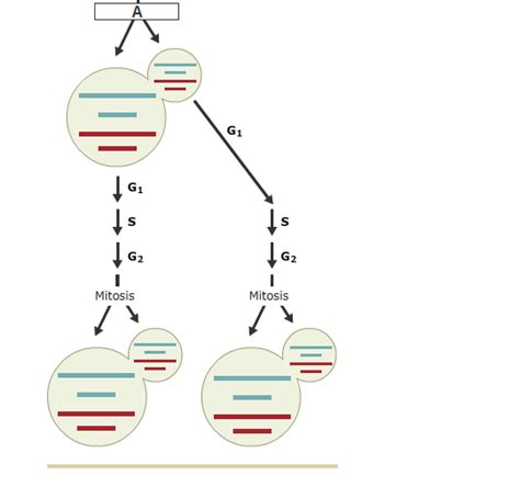 Saccharomyces Diagram