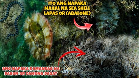 Bunos Episode Ang Pinaka Mahal Na Sea Shell Lapas Or Abalone Catch In Cook Youtube