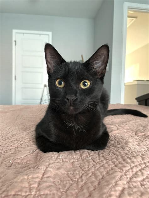 Time To Show Your Voids Best Bread Loaves R Blackcats