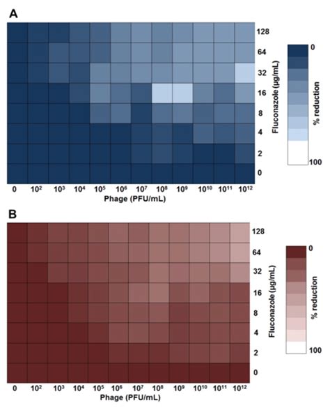 Phage Fluconazole Synergism In The Reduction Of Dual Species Biofilms Download Scientific