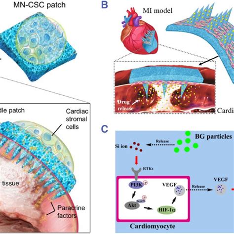 A The Bioinspired Design Of Anisotropic Networks By Referring To Download Scientific Diagram
