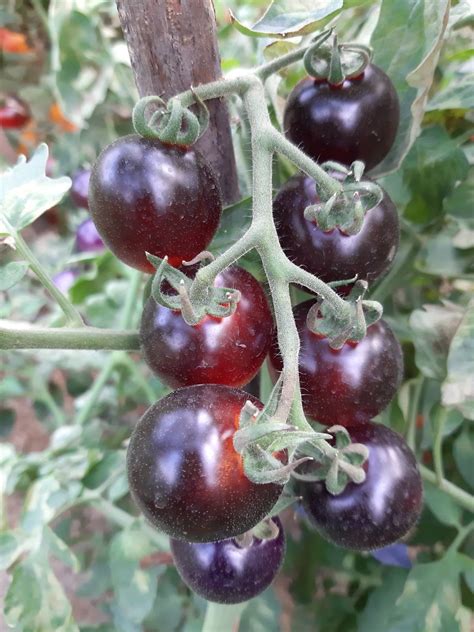 насіння томату Чорний шоколад купити за 15 00 грн Rastim