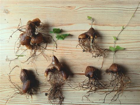 Odd Dioscorea Caudex