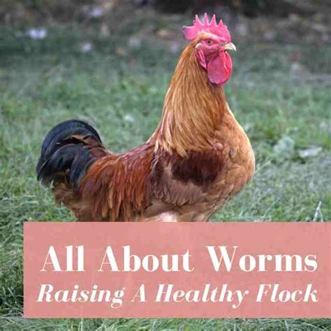 Common Types Of Worms In Chickens How To Prevent Detect 50 Off