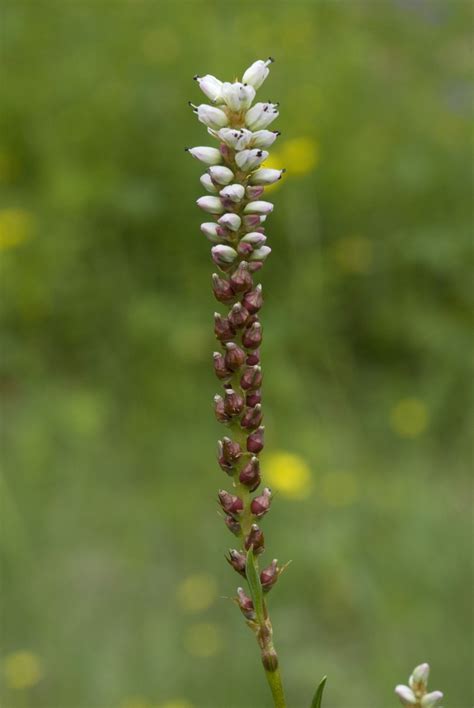 Polygonum Viviparum Alpine Bistort
