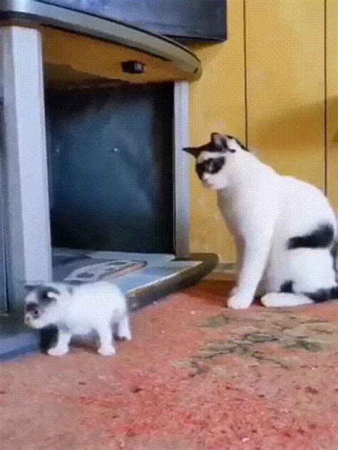 личинка котэ живность котэ прикольные картинки с кошками гиф анимация гифки