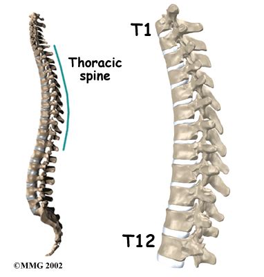 Spinal Compression Fractures
