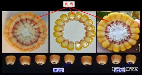 进入9月份玉米有这现象务必晚收提前收获可导致减产 知乎