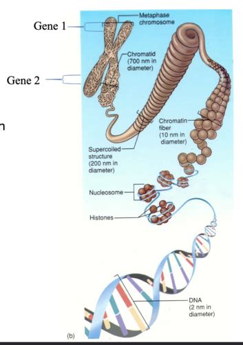 The Molecular And Chromosomal Basis Of Inheritance Flashcards Quizlet