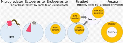 Host Encyclopedia Mdpi