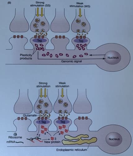 Cell Signalling Lecture 8 Flashcards Quizlet