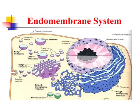 Human Physiology Ii Lecture Endomembrane System 9august2012ppt