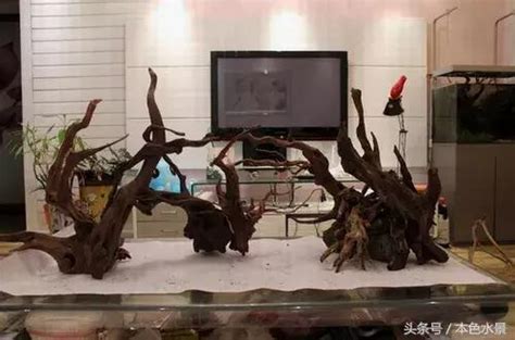 本色水景ADA參賽作品邊溝秋韻無水開缸 每日頭條