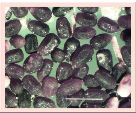 14 Drywood Termite Frass Showing The Angular Nature Of The Frass