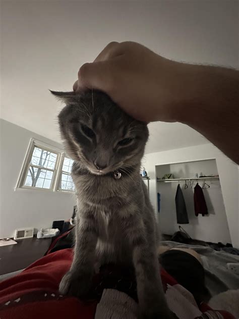 თქვენი შინაური ცხოველის საურათები ჩაყარეთ R Rustaveli