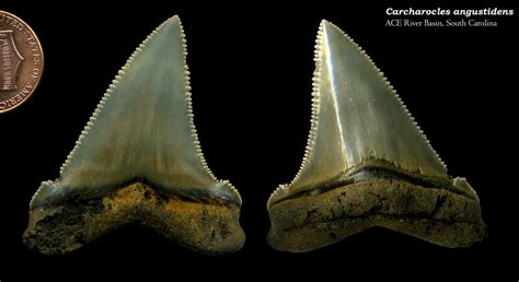 Carcharocles Angustidens 01 Members Gallery The Fossil Forum