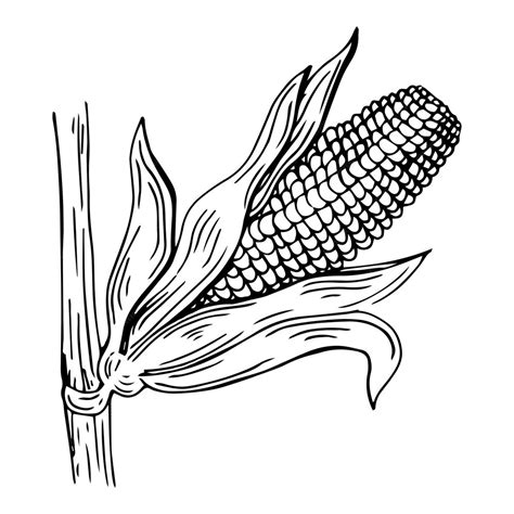 Premium Vector Corn Plant Isolated On A White Background In Sketch Style