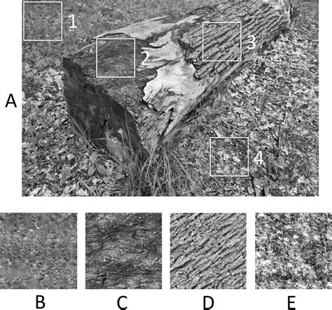 Figure 1 From A Generative Model Of Natural Texture Surrogates Semantic Scholar