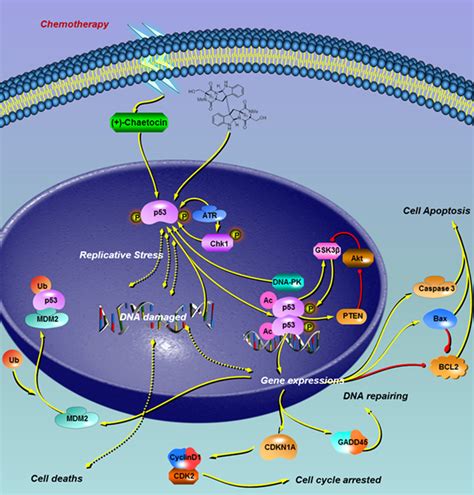 The Tumour Suppressor P53 Regulated The Expression Of A Variety Of Download Scientific Diagram