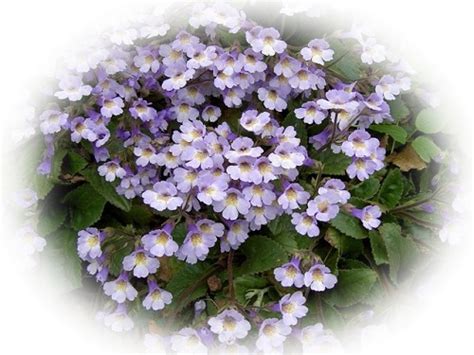 Разпространение Защитени растения в България