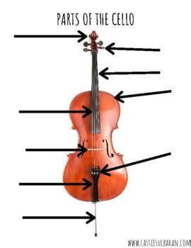 String Instruments Label The Parts By Cassie Sulbaran Tpt