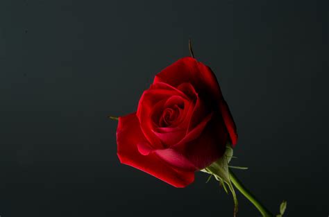 무료 이미지 자연 사진술 꽃잎 꽃 무늬의 애정 선물 장미 꽃 장식 빨간 색깔 로맨스 낭만적 인 어둠