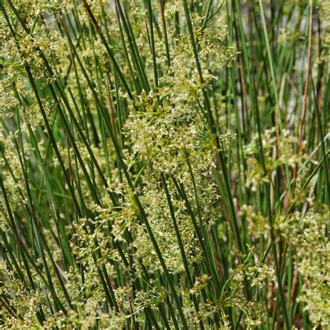Juncus Effusus Ssp Effusus 10000 Things Of The Pacific Northwest