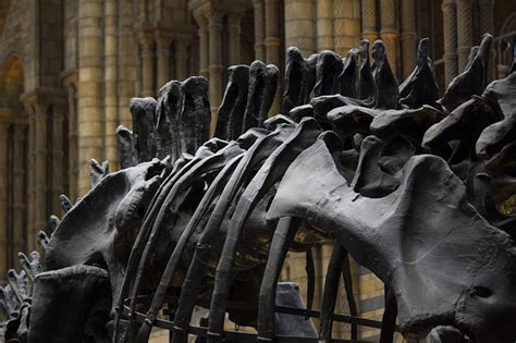 Scientists Discover Largest Carnivorous Dinosaur Ever Existed On Earth
