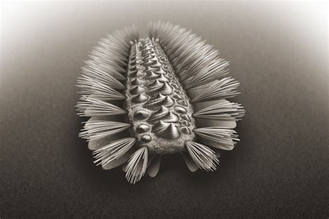 September Armoured Worm Fossil News And Features University Of Bristol