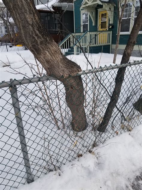 A Tree Sucking On A Fence In Winnipeg Mb R TreesSuckingOnThings