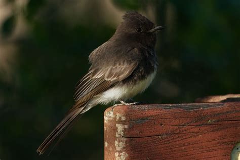 Photos Of Humboldt Bays Beautiful Wildlife Mostly Birds Lost Coast Outpost Humboldt