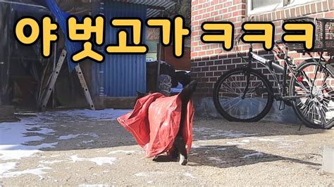 포대 자루 덮어줬더니 집까지 입고 간 고양이 Youtube