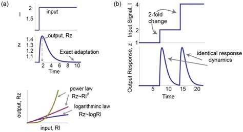Inputoutput Relationships Of Sensory Systems Can Be Described By A