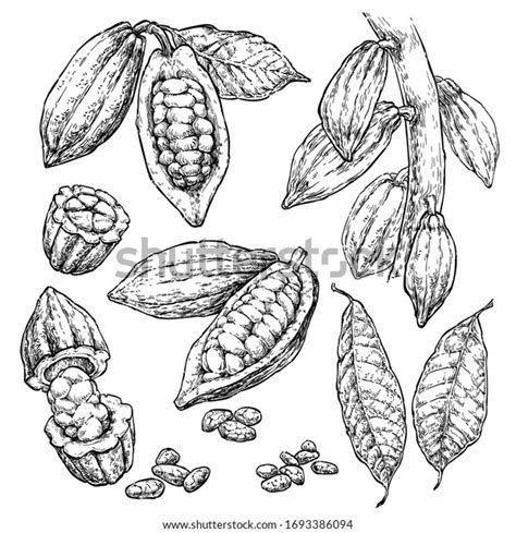 Cocoa Beans Hand Draw Vector Set Stock Vector Royalty Free Shutterstock