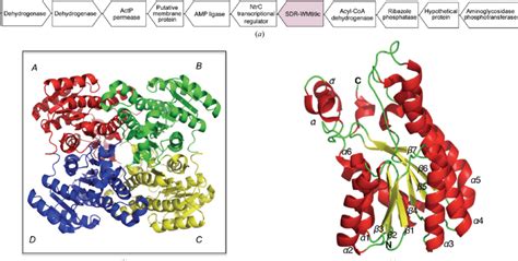 Crystal Structure Of Sdr Wm99c Dehydrogenase Apoenzyme Form Solved To Download Scientific