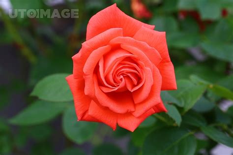 붉은장미 한송이 유토이미지 상세페이지 베이직샵 사진 20573714