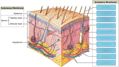 Art Labeling Activity Components Of The Integumentary System Part 2