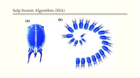 Salp Swarm Inspired Algorithm For Parameters Identification Of