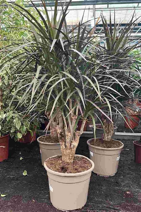 Marginata Red Branched Dracaena Indoor Plants Plantshopme
