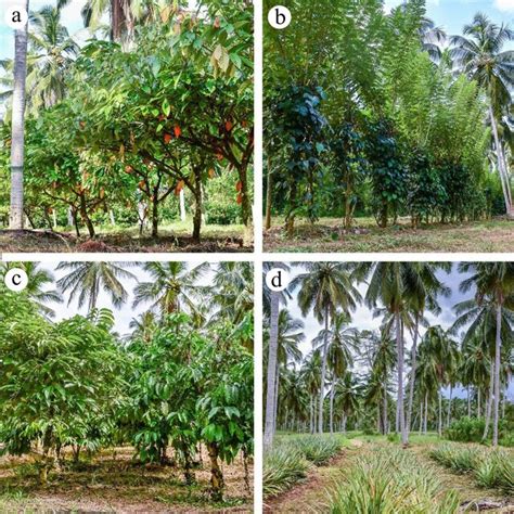 Pdf Coconut Based Multiple Cropping Systems An Analytical Review In
