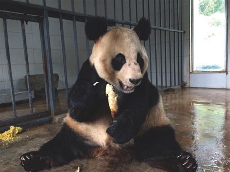 macau daily times 澳門每日時報from poor eyesight to bad teeth pandas needs grow with age macau