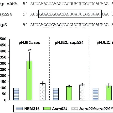 Posttranscriptional Regulation Of Sap By Srn A Sequences Of Download Scientific Diagram