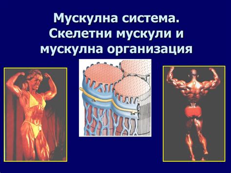 Ppt Мускулна система Скелетни мускули и мускулна организация Powerpoint Presentation Id 2000884