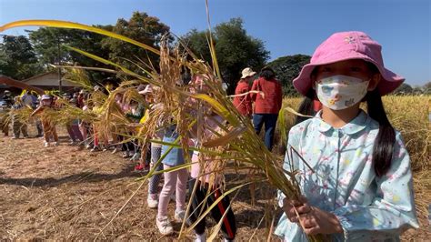 ม ขอนแก่น นำนักเรียนอนุบาลวัยกะเตาะลงแขกเกี่ยวข้าว เรียนรู้ด้วยวิธีปฎิบัติจริง Kkl ขอนแก่นลิงก์