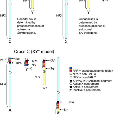 Schematic Diagrams Of The Component Regions Of The Sex Chromosomes Of Download Scientific