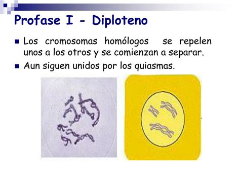 Ppt Mitosis Y Meiosis Powerpoint Presentation Free Download Id 920822