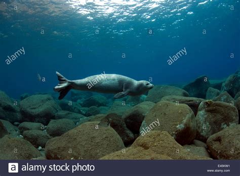 Mediterranean Monk Seal Monachus Monachus Juvenile Female Hunting Areias Deserta Grande