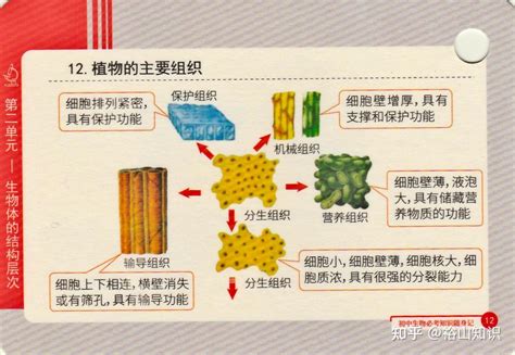 初中生物136个高频考点精要